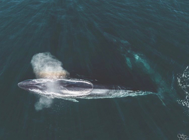Blue Whales and Fin Whales in November?! – Discovery Whale Watch