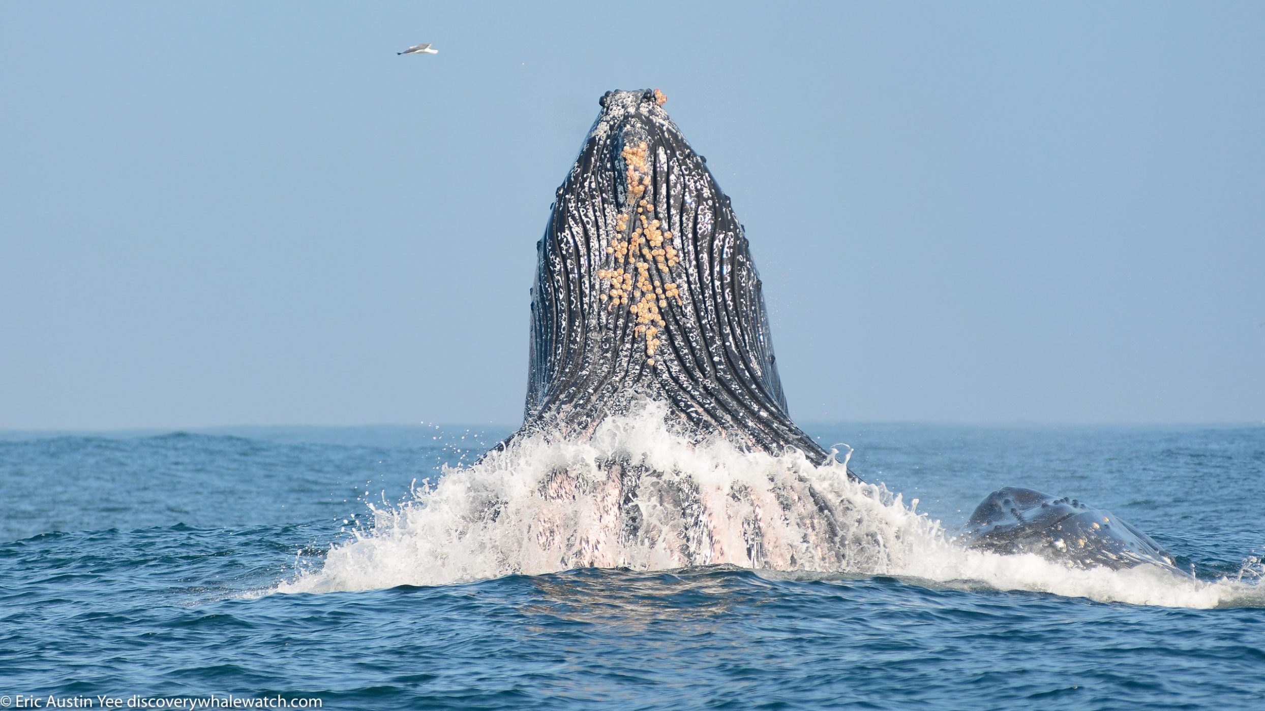 November 16th 2019 - Hungry Humpback Whales! – Discovery Whale Watch