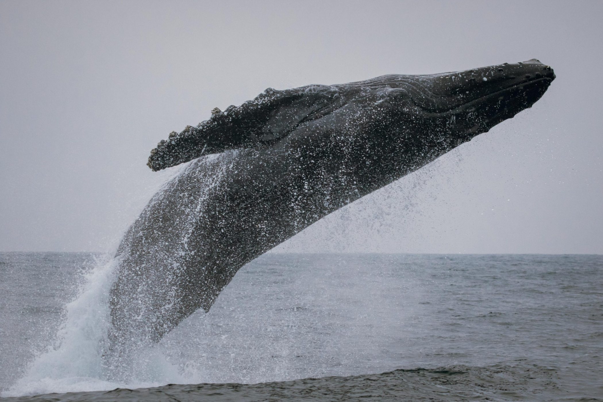 November 8 - Blue Whales, Fin Whales, and CLOSE UP Humpbacks ...