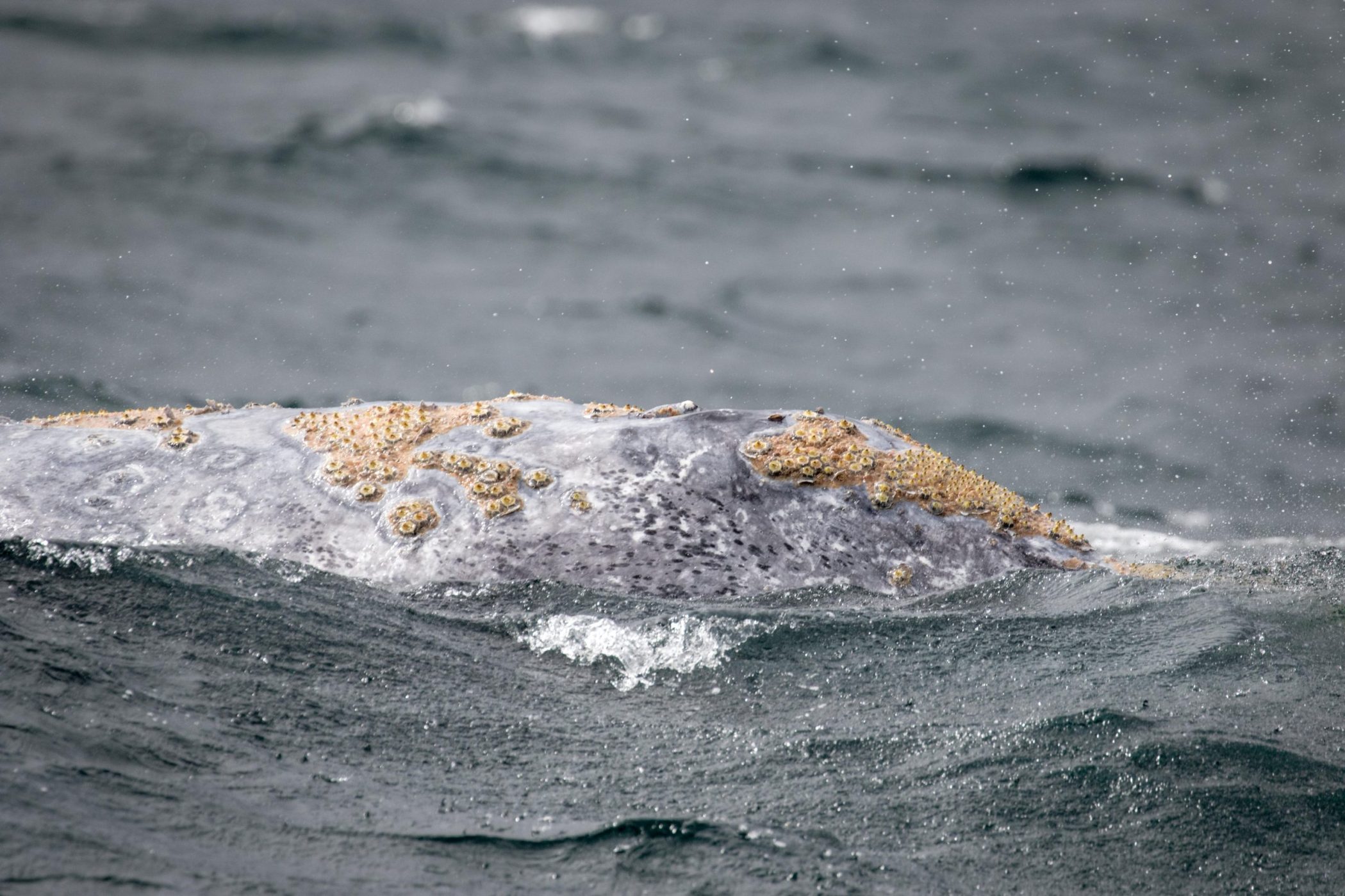 March 7th - Humpback Whales and close looks at Gray Whales! – Discovery ...